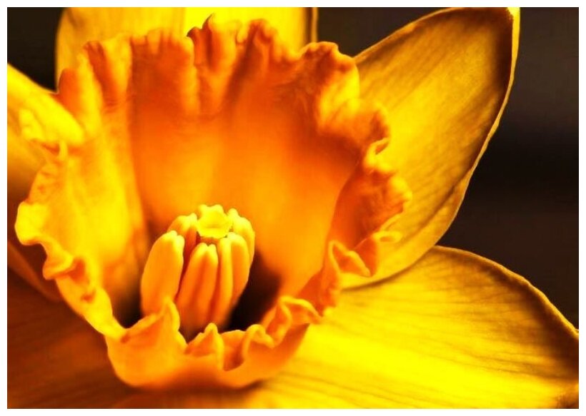 Набор алмазной вышивки "Желтый нарцисс", размер 28х20см, 25 цветов