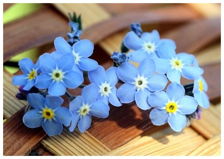 Набор алмазной вышивки "Незабудки", размер 50х37см, 54 цвета