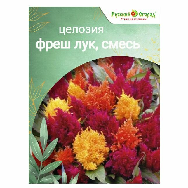 Семена растения целозия фреш лук, смесь