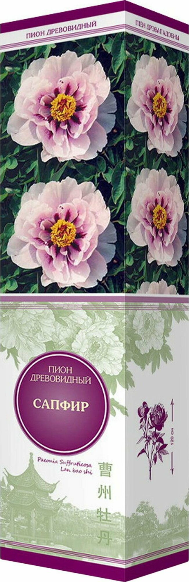 Саженец Пион Сапфир С1 Н37