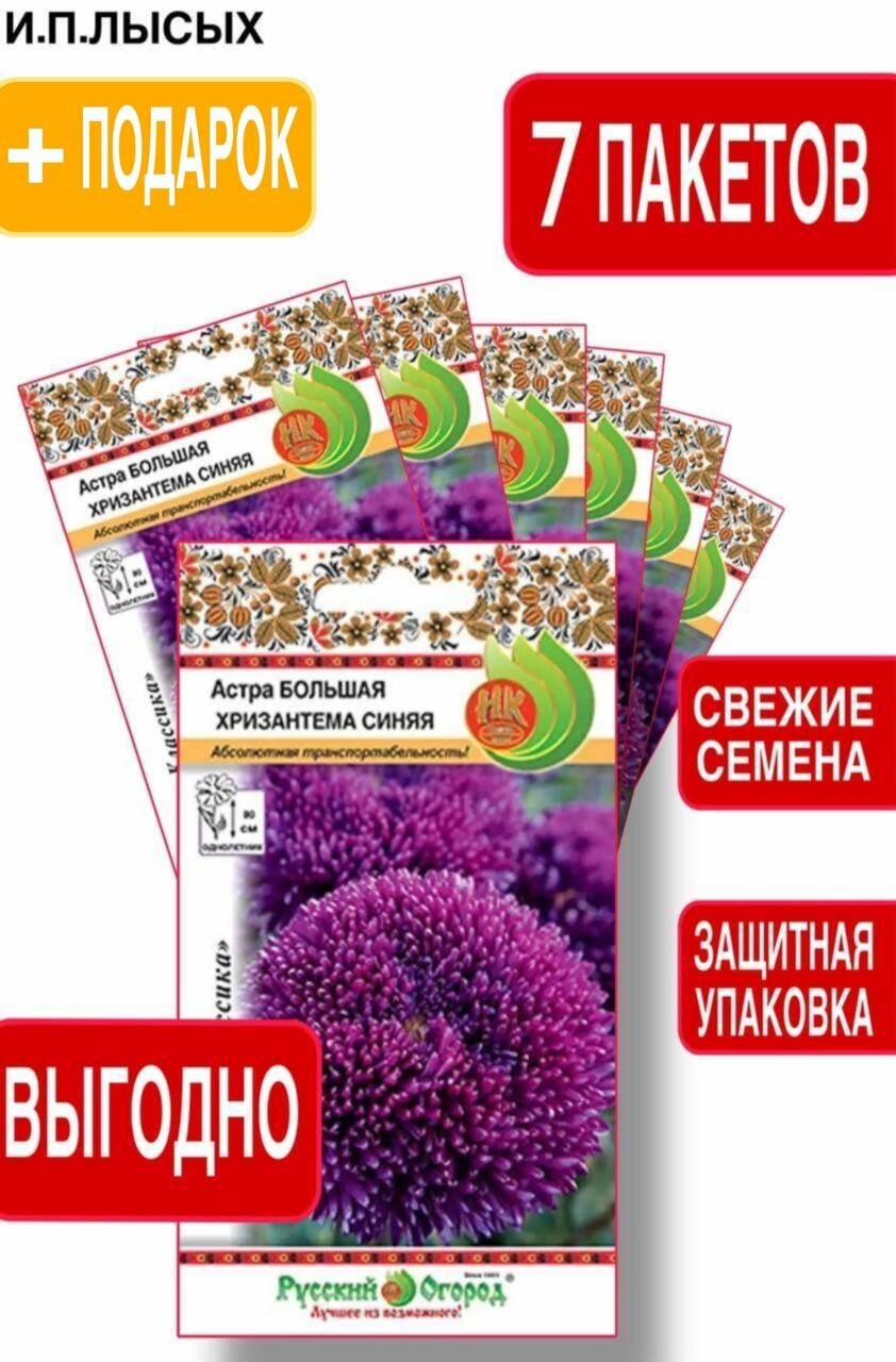 Астра Большая хризантема синяя 7шт