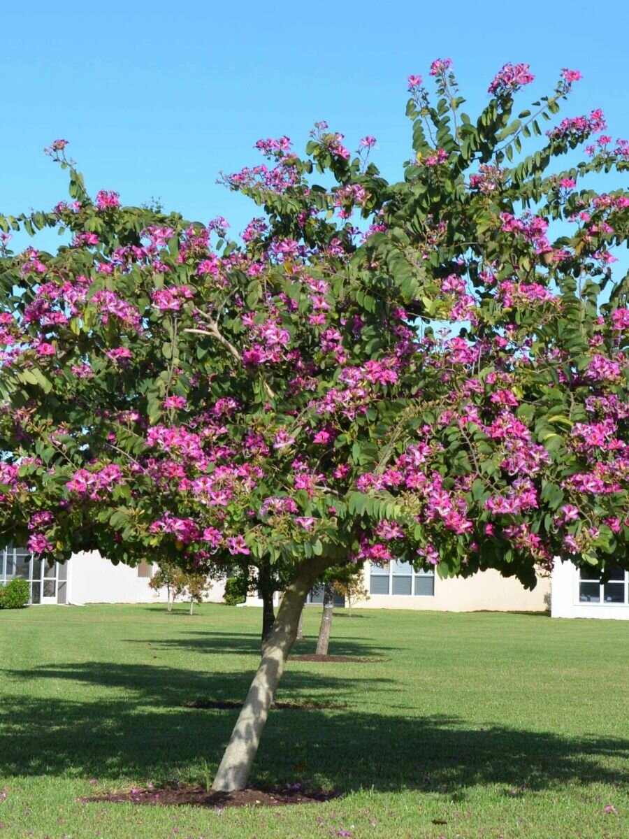 Семена Баухиния пестрая (Bauhinia variegata), 5 штук