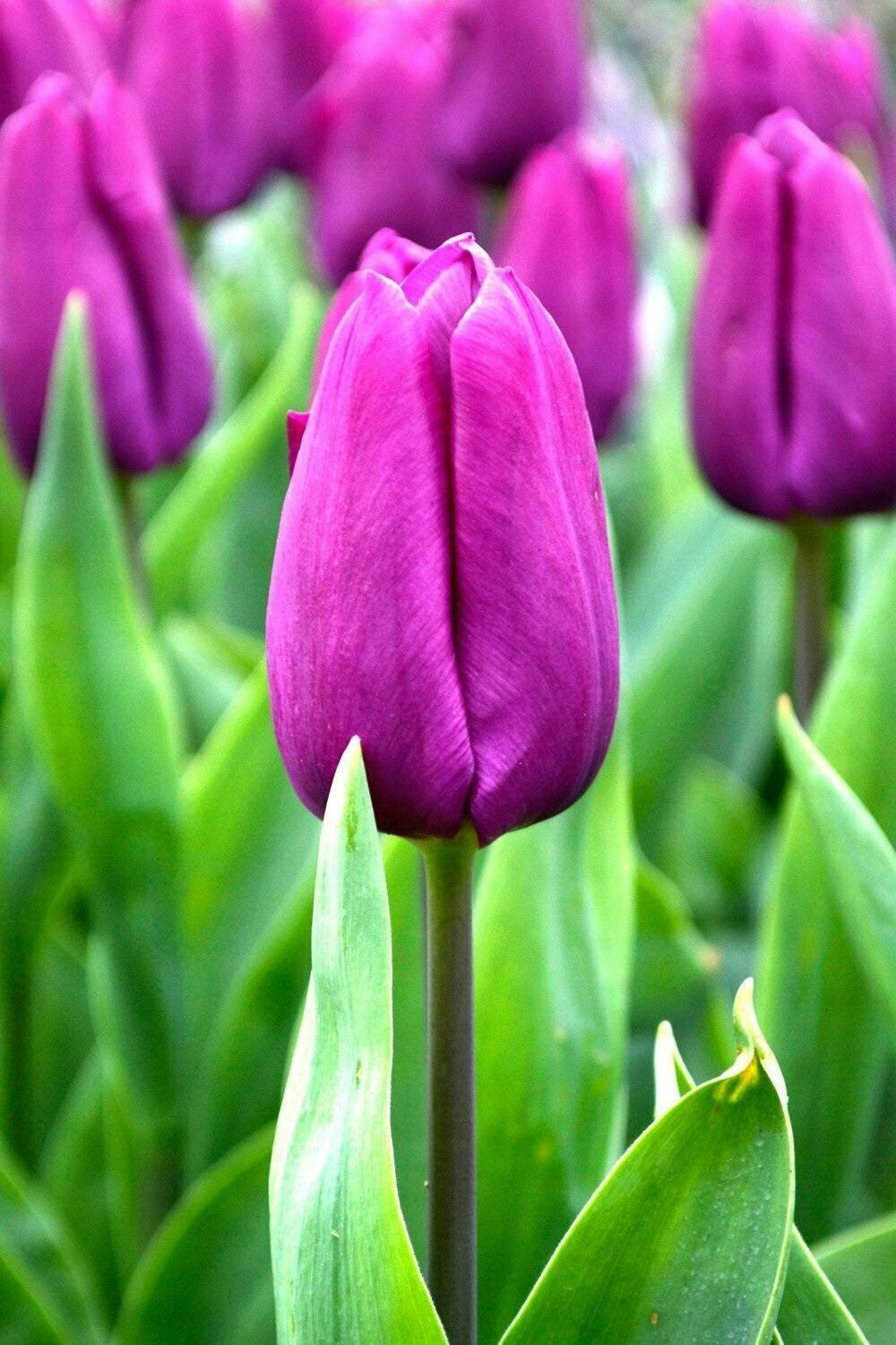 Тюльпан Луковица, Парпл Принц 3 шт, (Любовь Морковь)