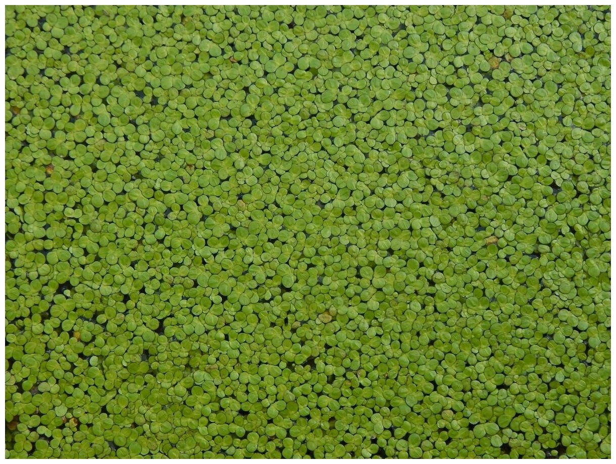 Фотообои Уютная стена "Листья на воде" 360х270 см Виниловые Бесшовные (единым полотном)