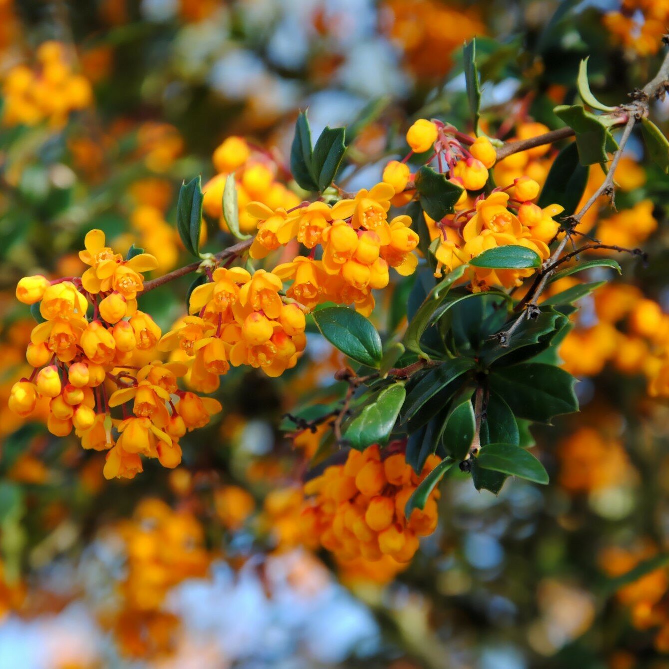 Барбарис Дарвина Компакта (1 саженец в горшке Р9), Нидерланды