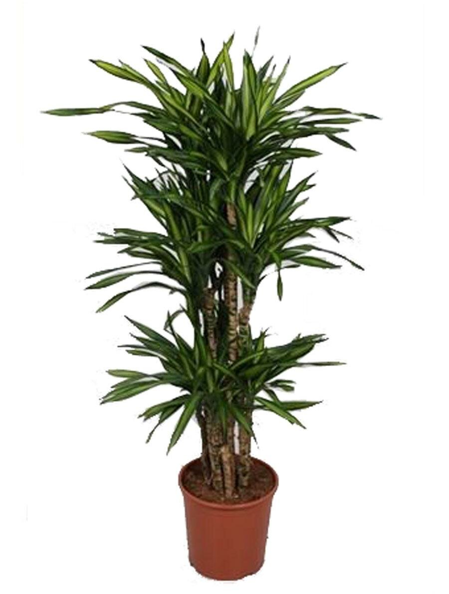 Драцена душистая Рики бранч - Dracaena fragrans Riki Branched (fachjan) D30 H140
