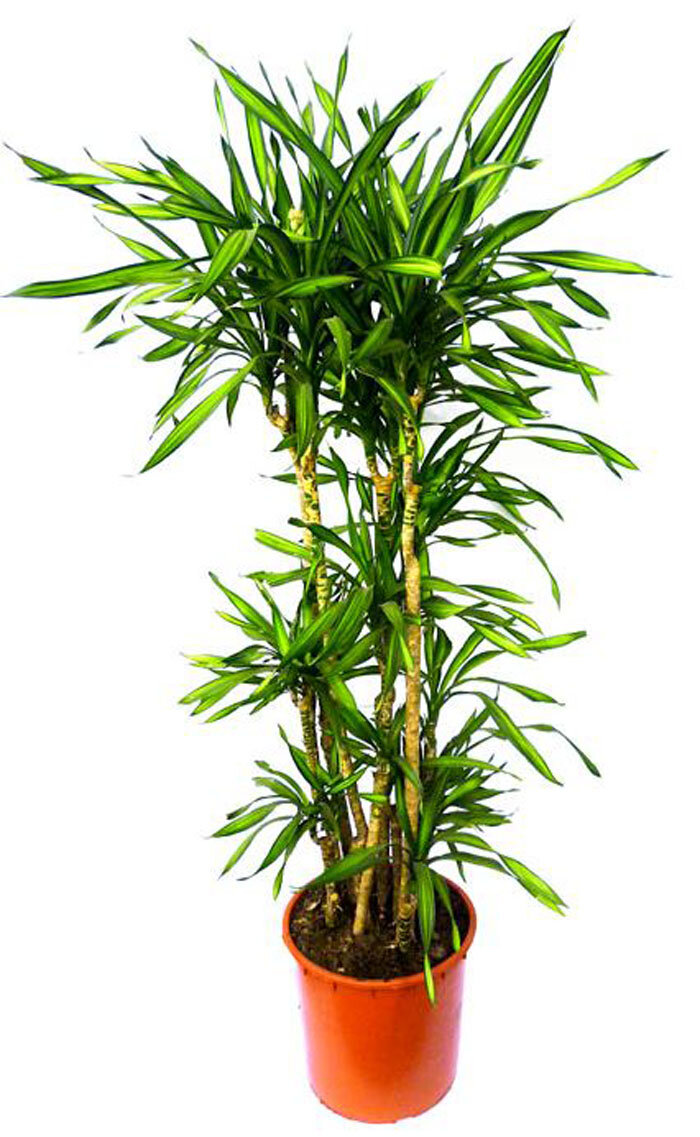 Драцена душистая Рики - Dracaena fragrans Riki D35 H150