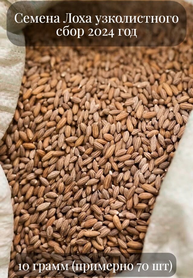 Семена Лоха узколистного, 10 грамм (примерно 70 шт)