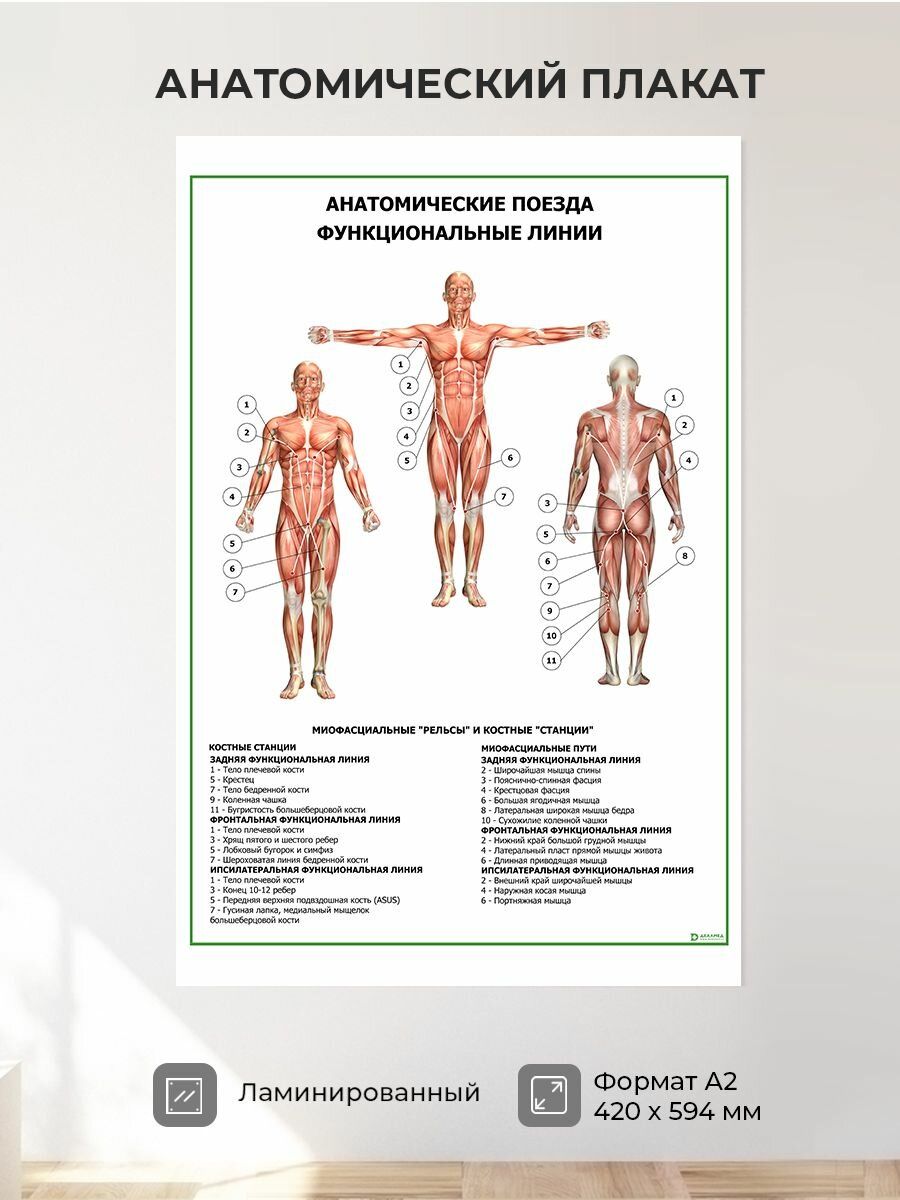Обучающий медицинский плакат Анатомические поезда. Функциональные линии ламинированный А2