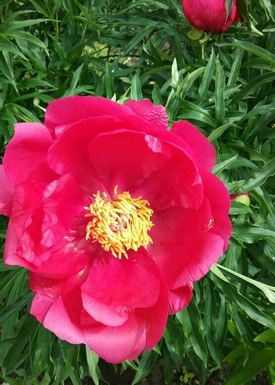 Пион CORAL FAY 1шт