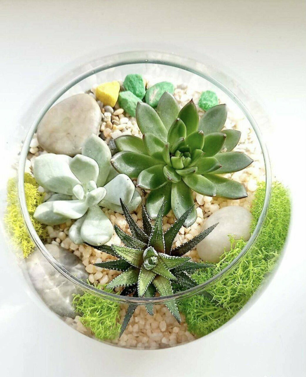 Флорариум / Комнатное растение / Подарок