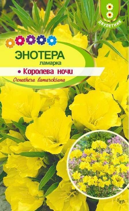 Энотера Ламарка Королева ночи, семена цветов многолетних для сада, Семена Алтая