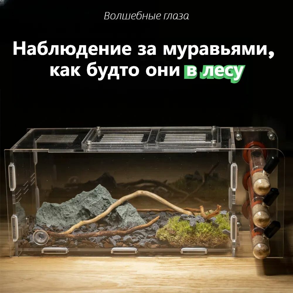 Муравьиная ферма