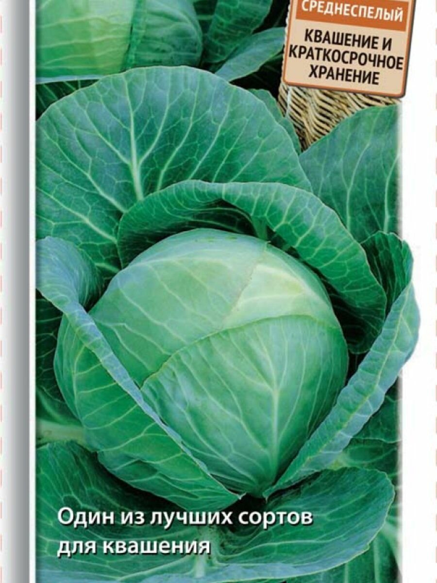 Капуста Белорусская 455 белокочанная 0,5 г, Семена Поиск