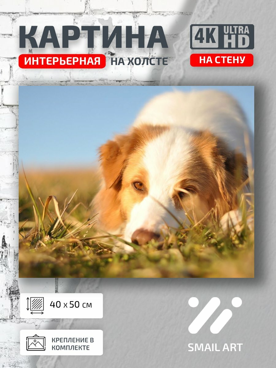 Картина на холсте интерьерная 40 на 50 на стену Пес dog для кабинета animal style интерьер