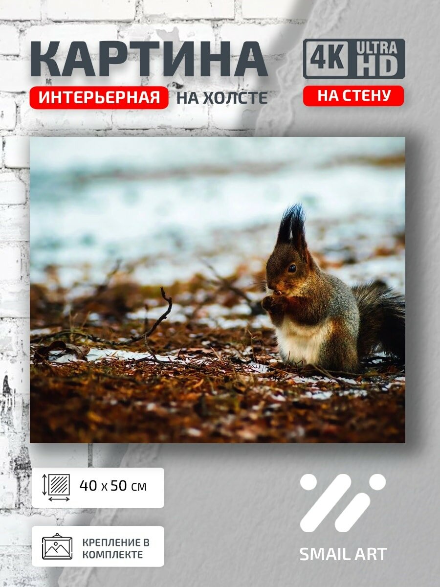 Картина на холсте интерьерная 40 на 50 на стену Животные Белка для кабинета атмосфера