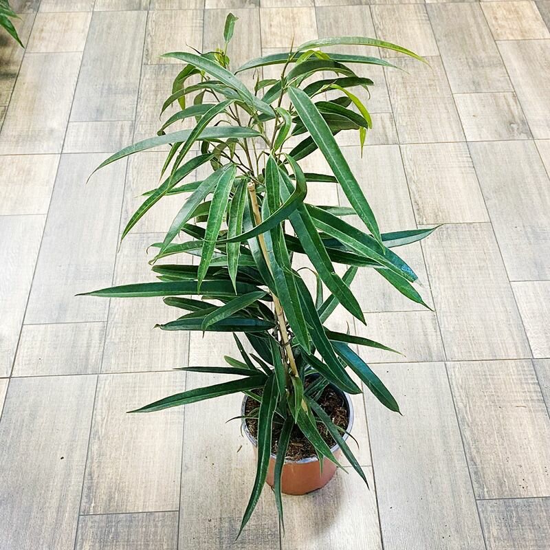 Фикус Амстел Кинг 17*80, живое комнатное растение в горшке, Закоренелый Цветочник