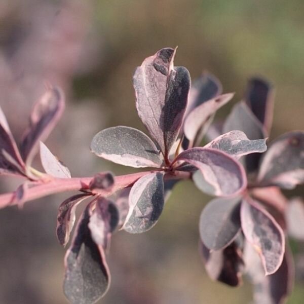 Барбарис оттавский Сильвер Майлс (1 саженец в горшке Р9), Нидерланды