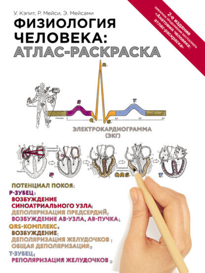 Физиология человека: атлас-раскраска [Цифровая книга]