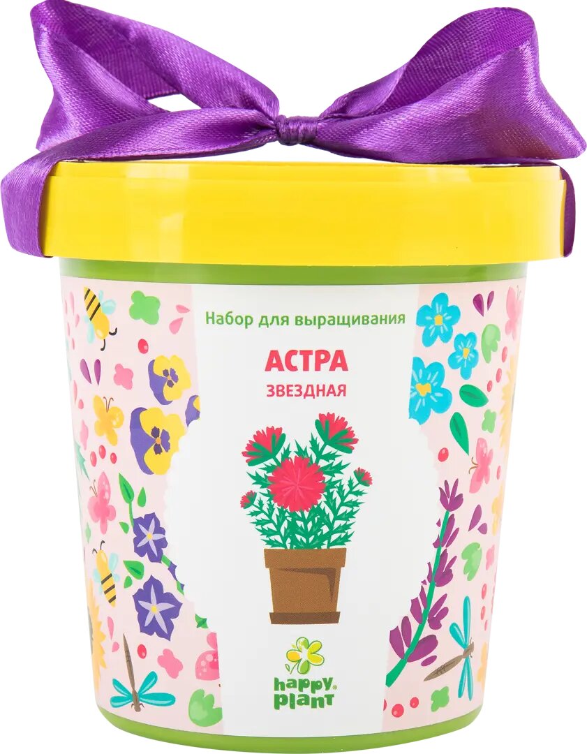 Астра звёздная в горшке