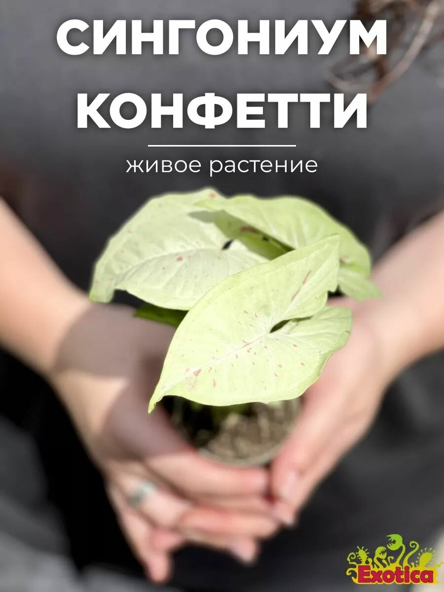 Сингониум Конфетти Милк (Syngonium Milk Konfetti) D6см, домашний цветок