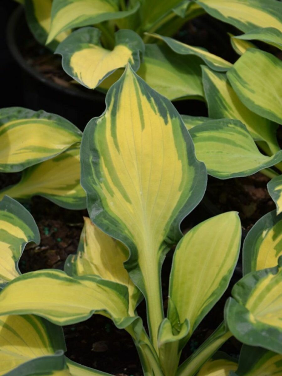 Хоста Хэппи Дейс (ML)