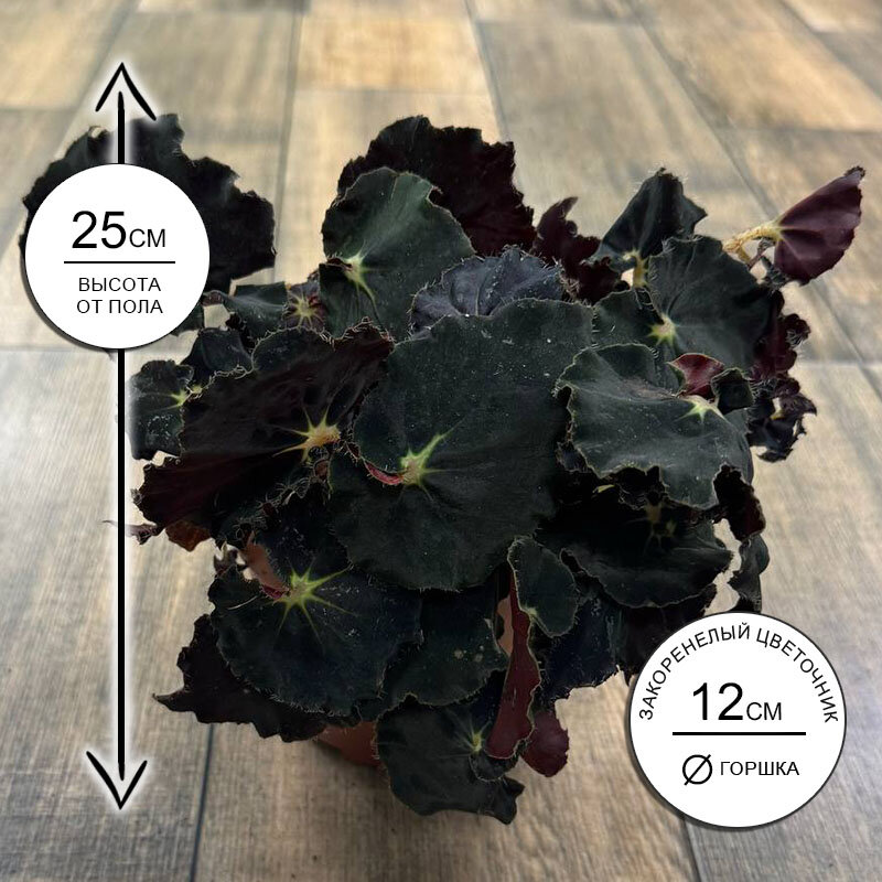 Бегония Блэк Мамба 12*25, живое комнатное растение в горшке, Закоренелый Цветочник
