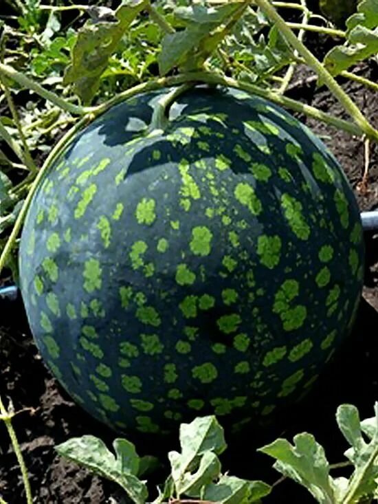 Семена Арбуза "Русская Березка", 10 шт. семян