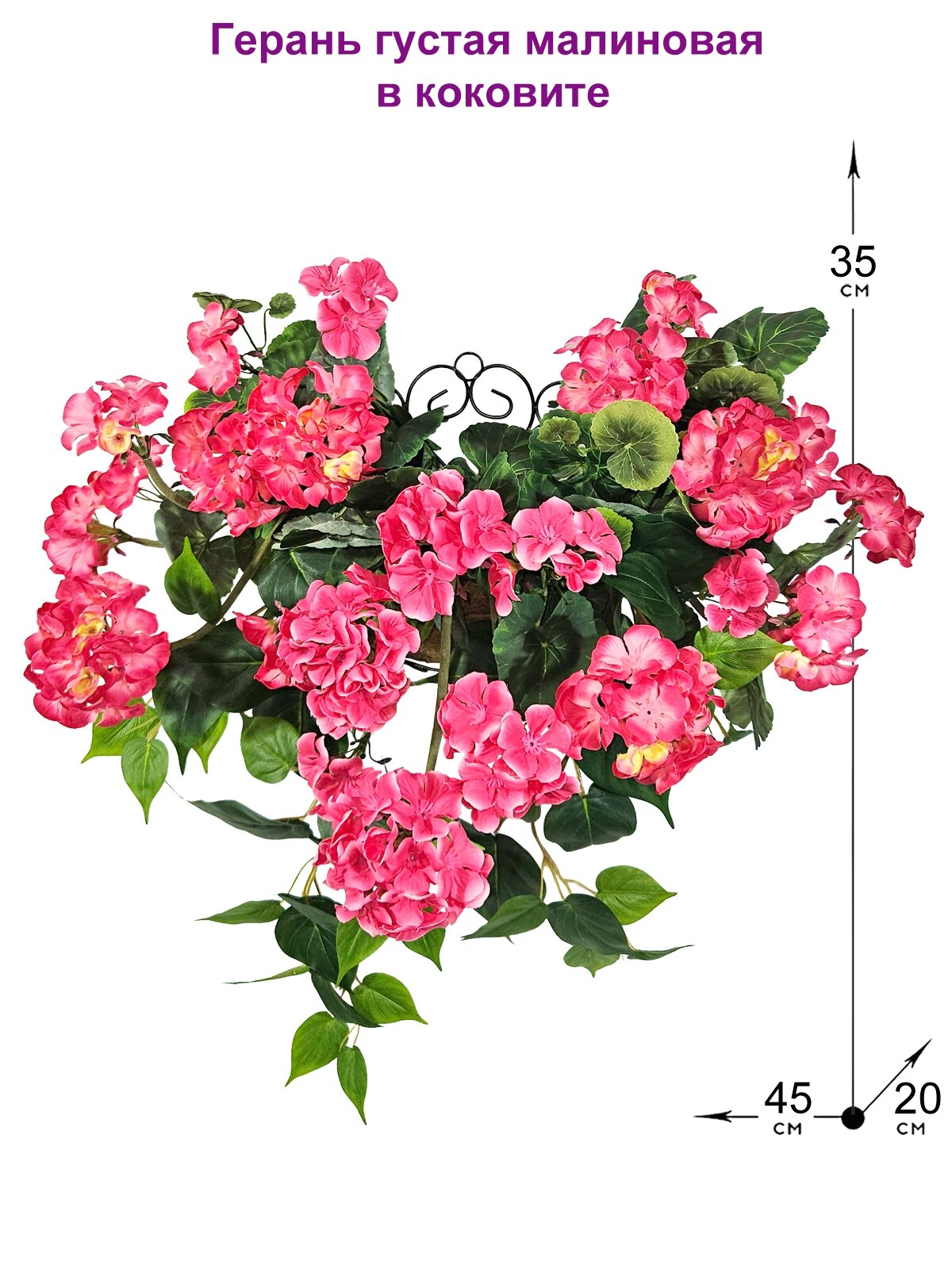 Герань густая малиновая в настенном кашпо коковита от ФитоПарк, ампельные домашние цветы