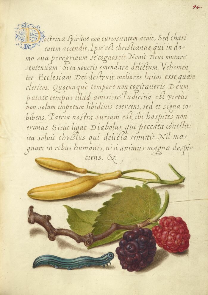 Арт-принт (картина на стену) "Гиацинт, чёрная шелковица и гусеница" - А1 - репринт иллюминации Й. Хуфнагеля (ок. 1590 г.)