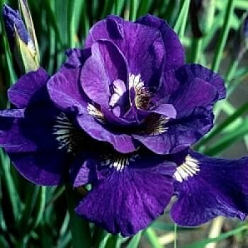 Ирис Кабум 1 шт