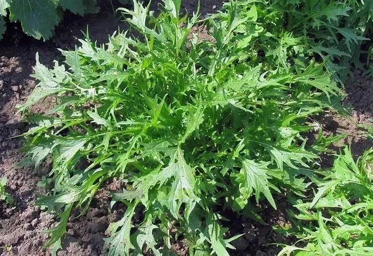 Коллекционные семена капусты японская Изумрудные кружева