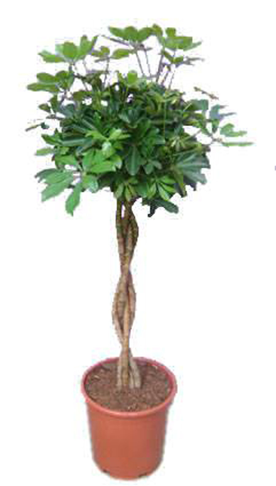 Шеффлера Компакта косичка - Schefflera Compacta D28 H140