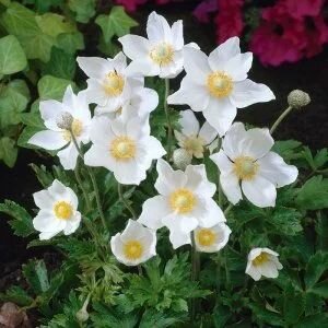 Анемона лесная Силвестрис 1шт