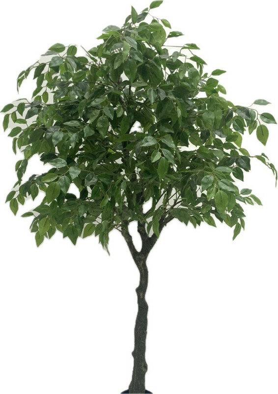 Фикус Бенджамина 160 см