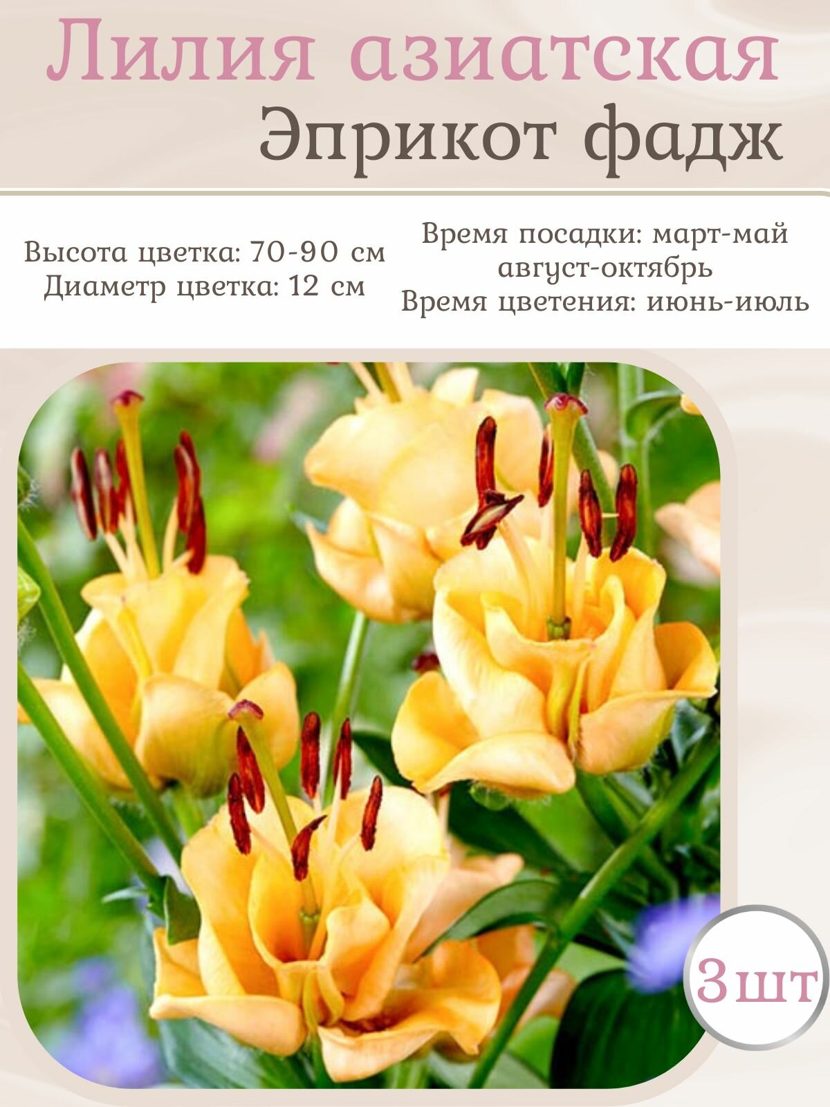 Лилия Азиатская, многолетние цветы, луковицы 3 шт