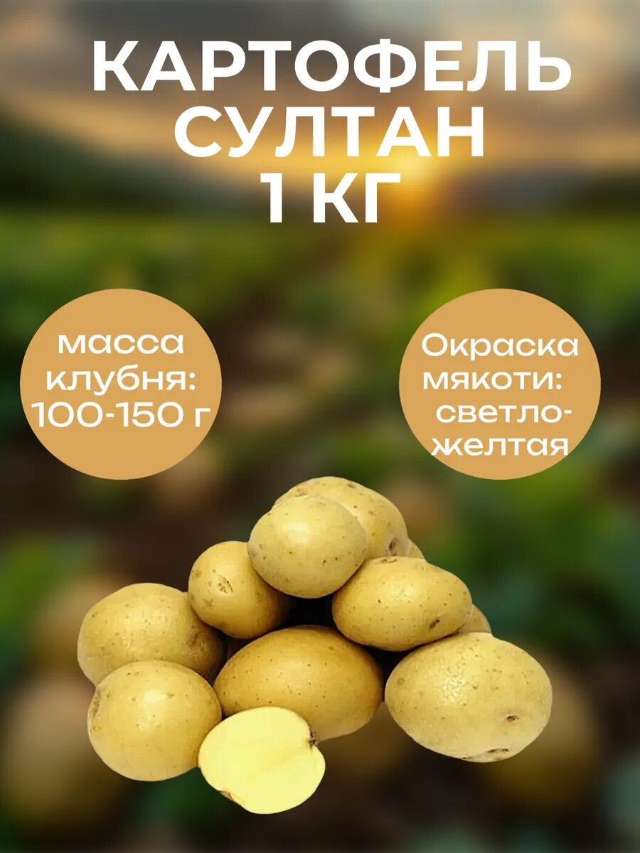 Картофель семенной Султан, 1 кг
