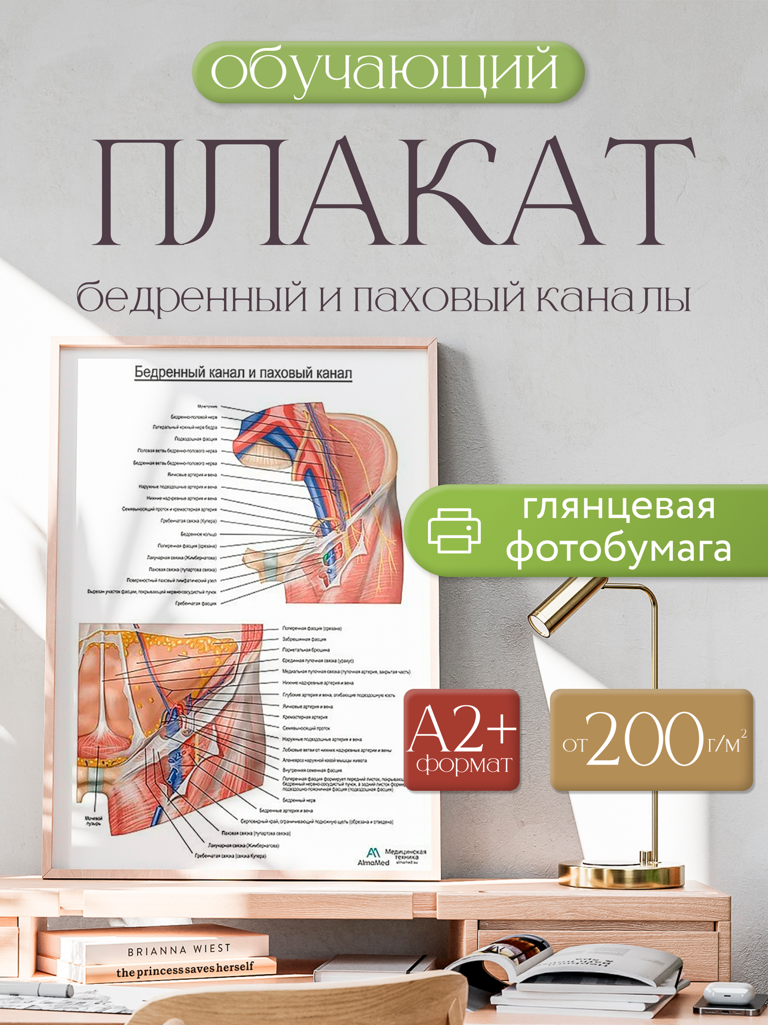 Обучающий плакат "Бедренный канал и паховый канал", размер А2+, глянцевая фотобумага от 200г/м2