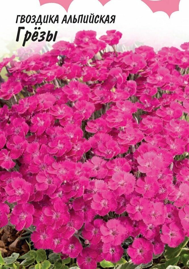 Гвоздика альпийская Грёзы