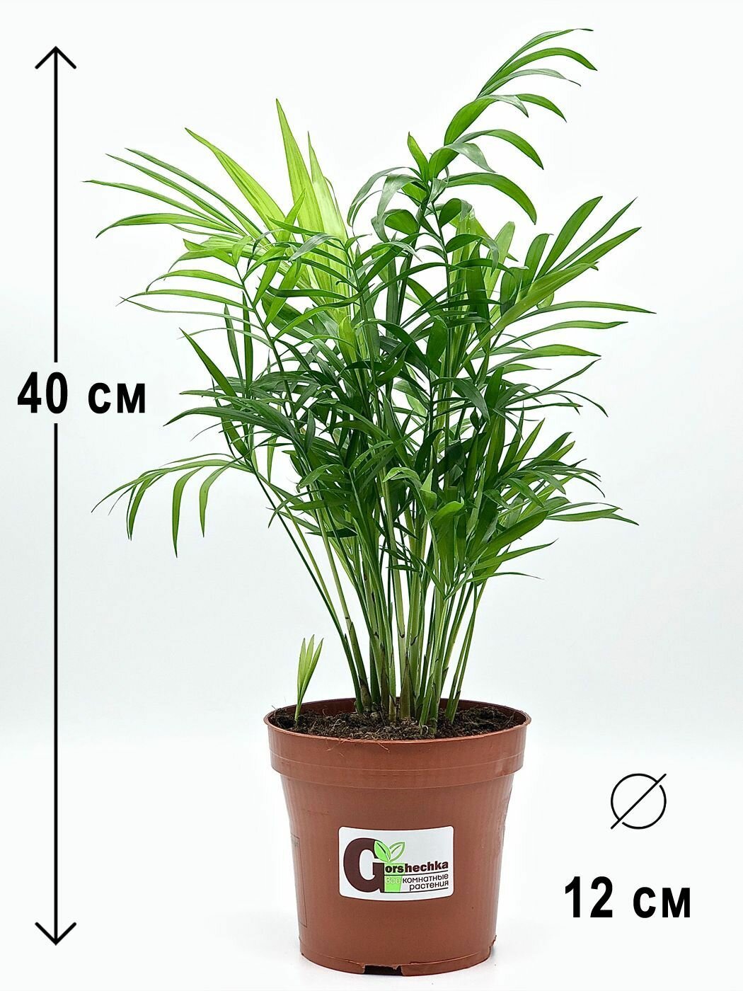 Хамедорея Элеганс в горшке, высота 35-40см
