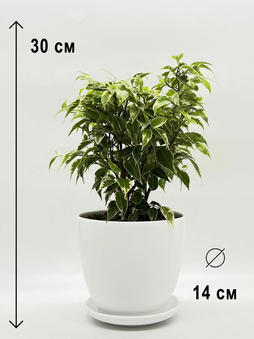 Фикус Бенджамина Кинки в керамическом белом горшке с поддоном, высота композиции 25-35 см