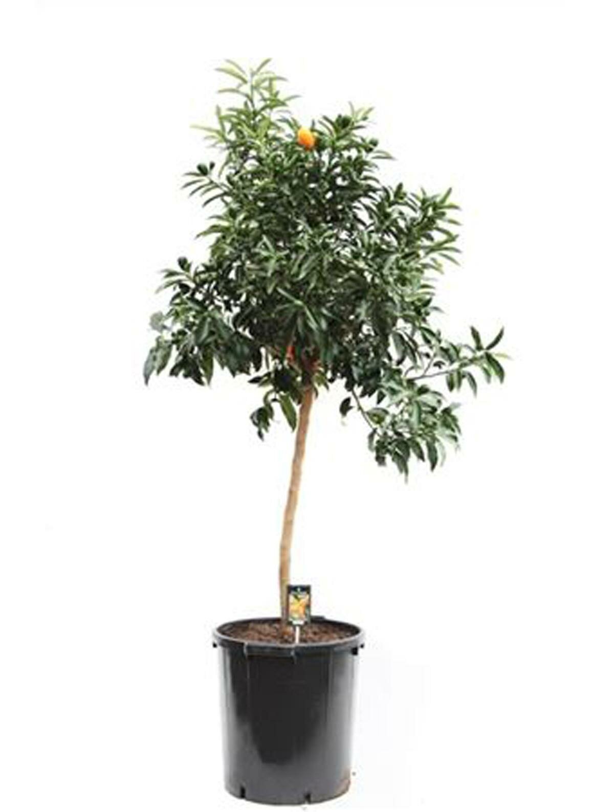 Кумкват - Kumquat D35 H170