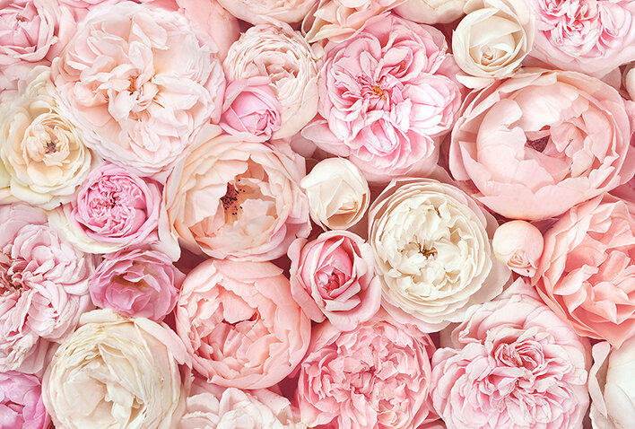 Фотообои Divino Decor "Розовые пионы" Т-208 400*270 фактура холст