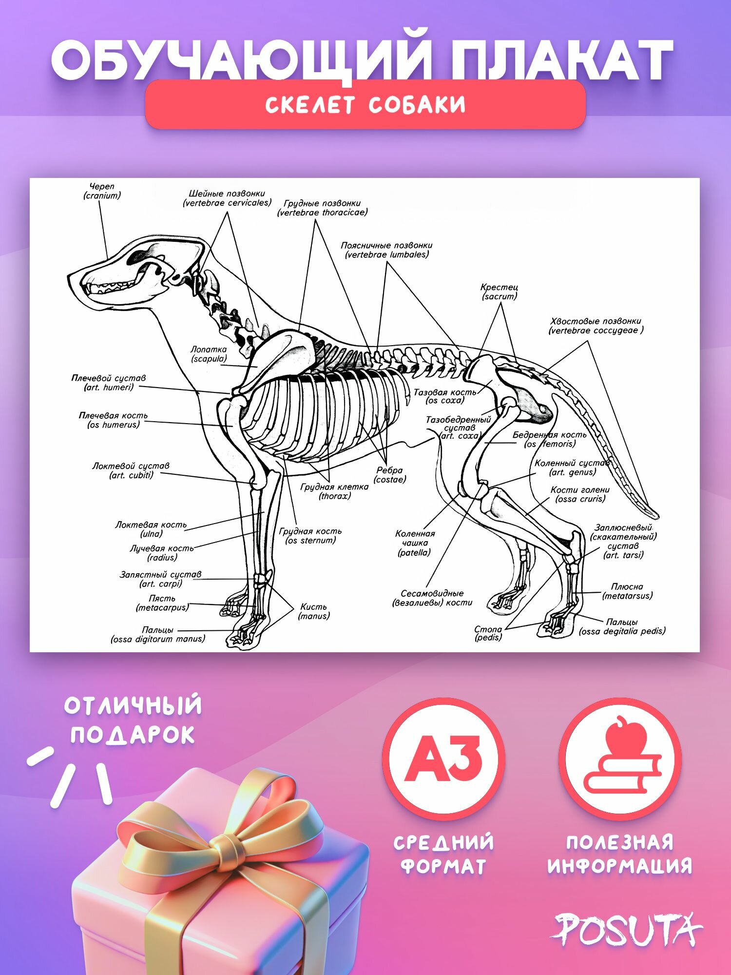 Постеры на стену анатомия животных скелет Ветеринария