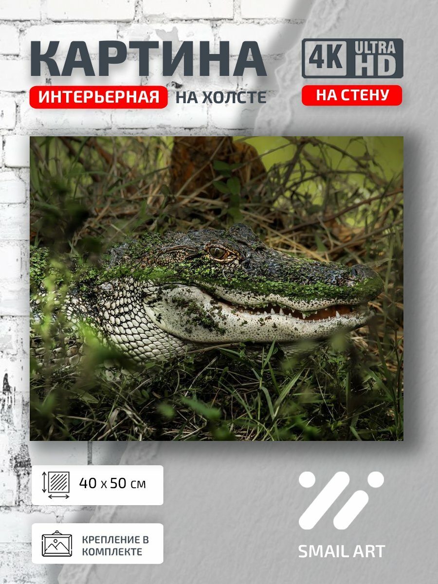 Картина на холсте интерьерная 40 на 50 на стену Крокодил Mood для офиса атмосфера интерьер