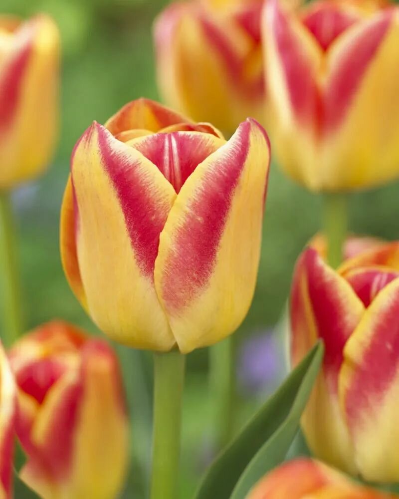 Тюльпан Кэнди Корнер Триумф 5шт / Луковицы тюльпанов Триумф