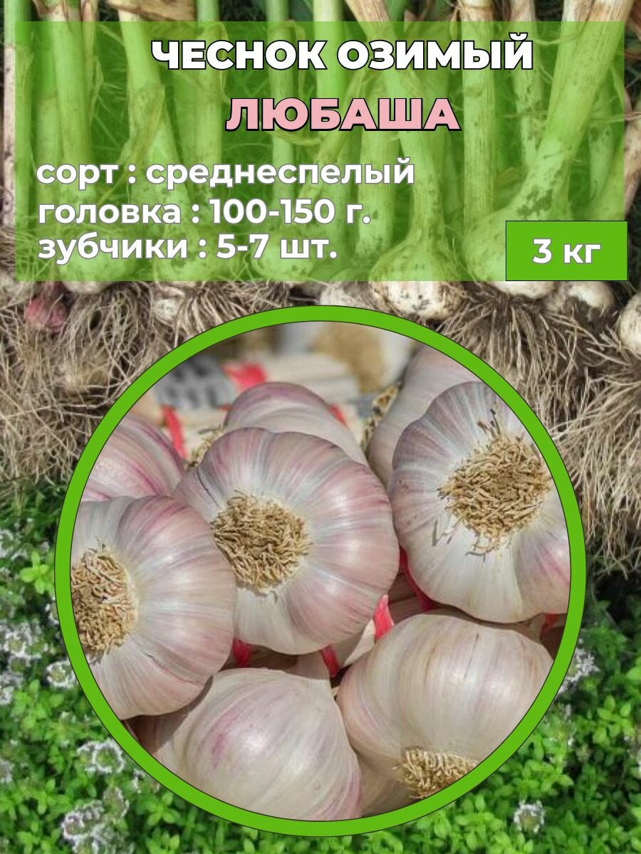 Чеснок озимый на посадку, 3 кг.