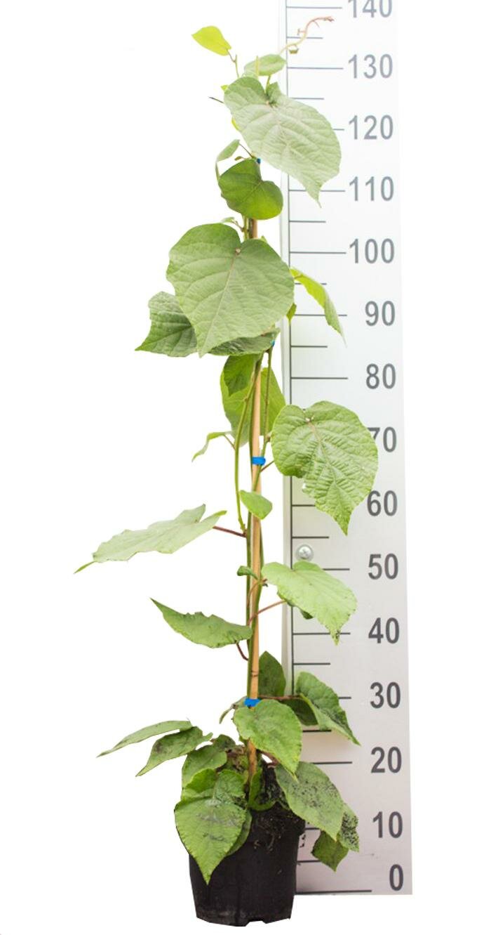 Киви (Актинидия) - Actinidia D21 H140