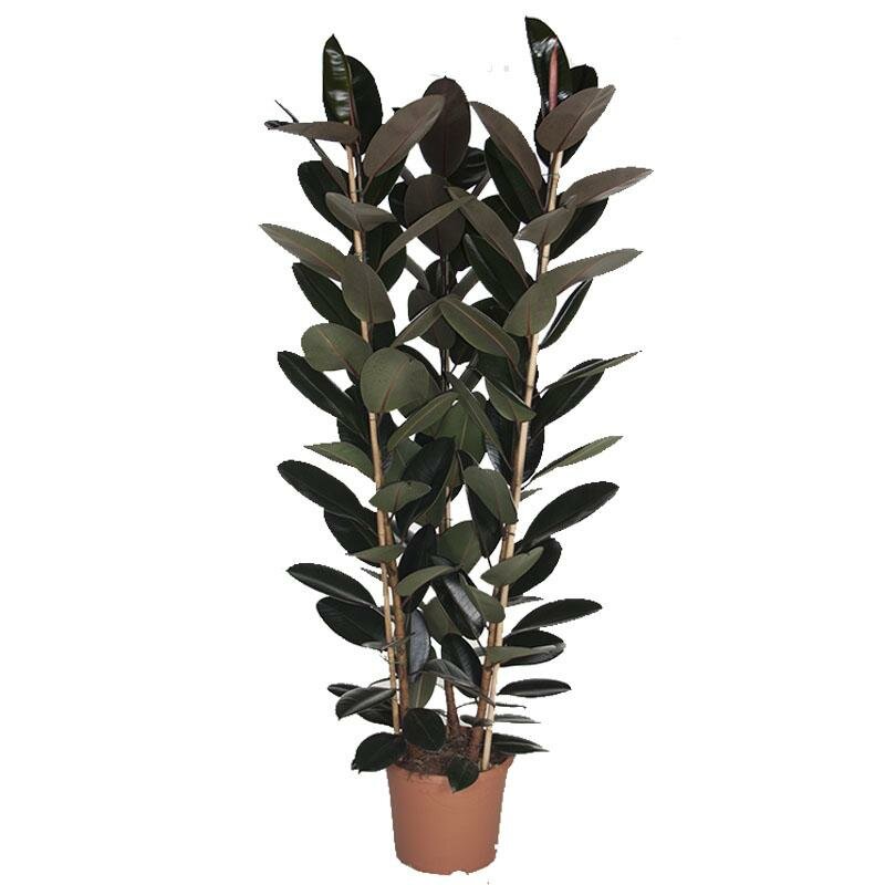 Фикус Эластика (каучуконосный) Абиджан 3 ствола - Ficus elastica Abidjan D35 H180