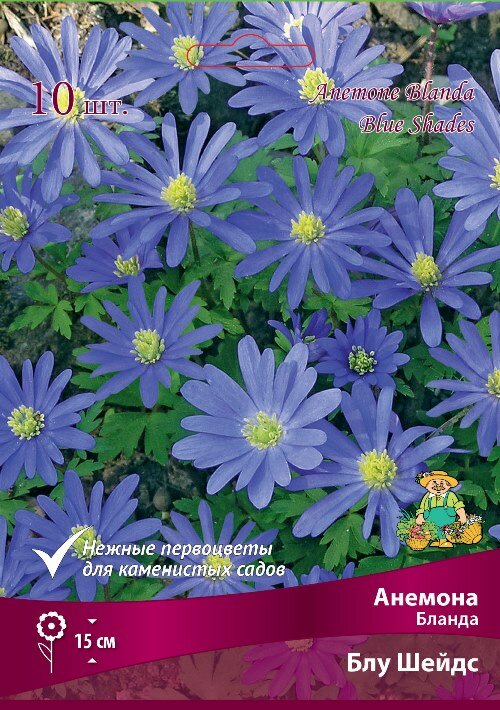 Анемона Бланда Блу Шейдс 10 шт.